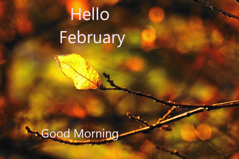 Top 10 Good Morning Hello February Images greating Pictures,Photos for ...
