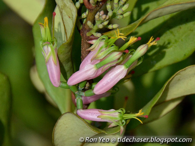 tHE tiDE cHAsER: Mistletoes of Singapore