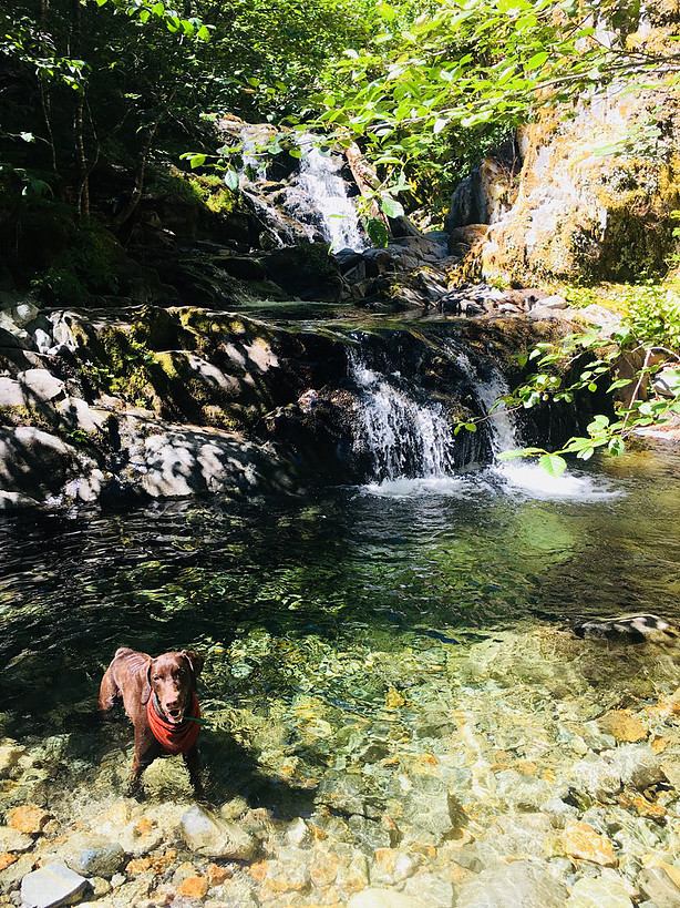 Shelter Dogs of Portland: "BYNIE" young Weimr /Lab (maybe some German ...