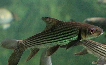 Gambar Ikan Temoleh (Probarbus Jullieni) | GambarBinatang.Com