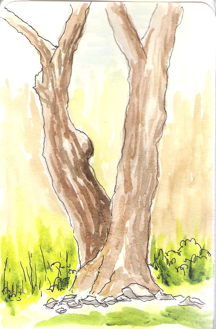 Quiet Tales: Three Sketches from Shenandoah National Park