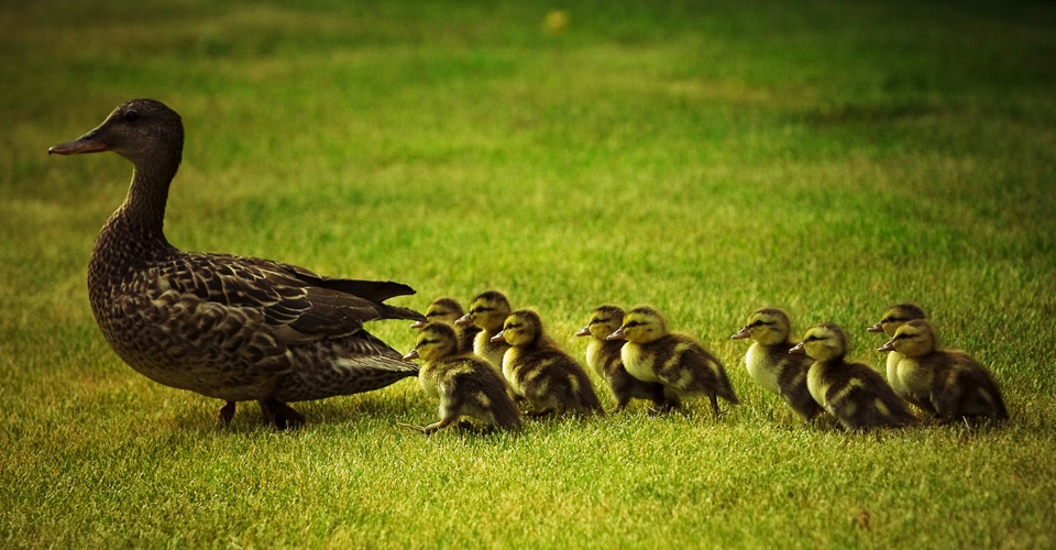 [Animal] Apa yang best sangat pasal ITIK? ~ IjatDerita!