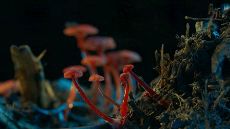 SONU ACADEMY: Fungi |Characteristic Features of Fungi |Mode of ...