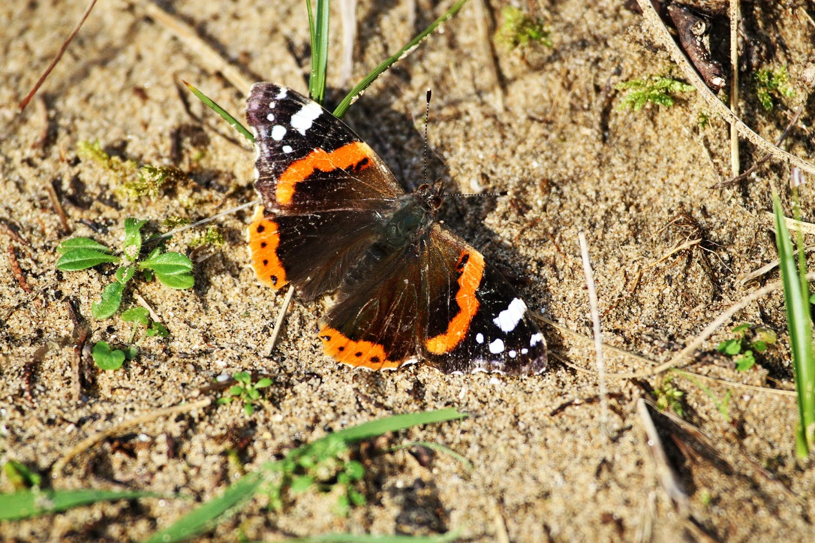 Gower Wildlife: January Butterflies