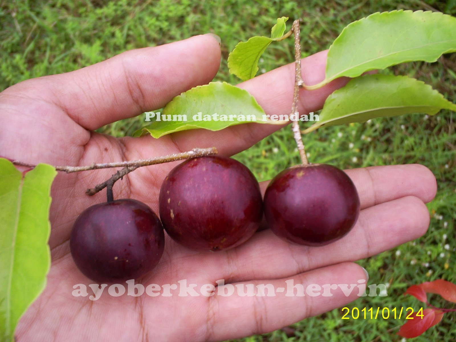 Ayo berkebun: Rukem vs Plum Dataran Rendah...