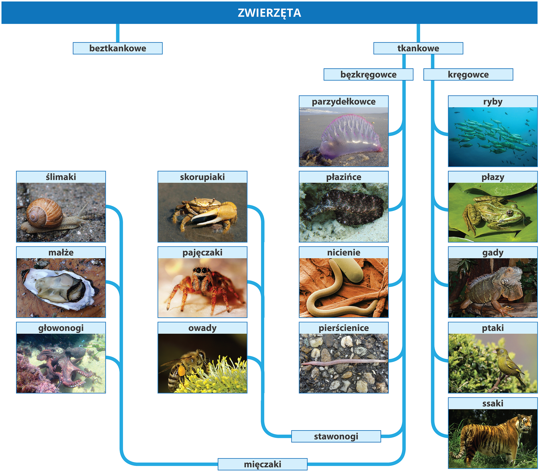 I.1. ŚWIAT ZWIERZĄT