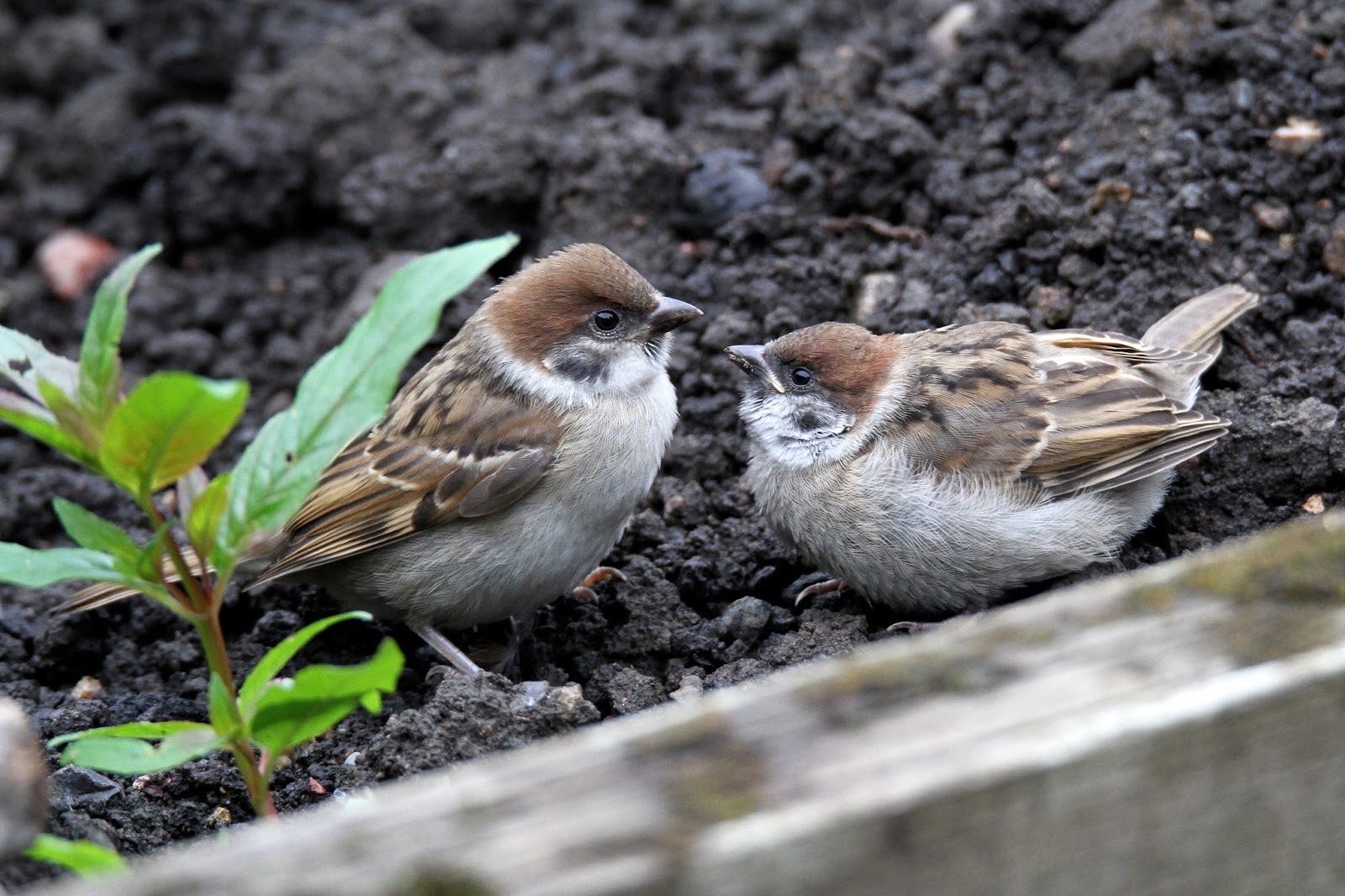 TrogTrogBlog: Bird of the week - Tree sparrow