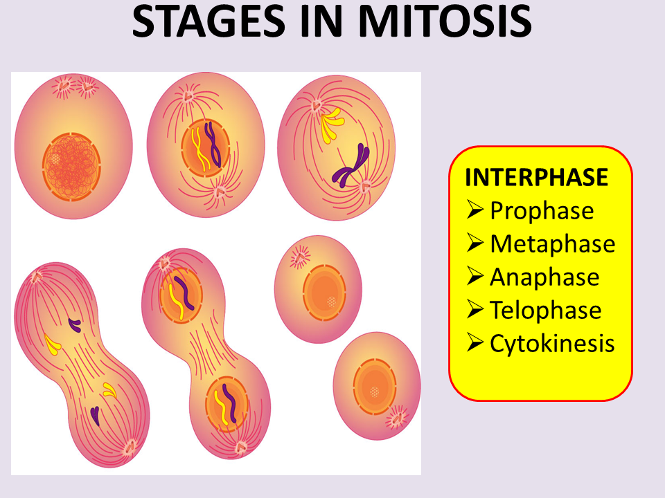 Grade 11: Chapter 2 - THE MITOTIC CELL CYCLE