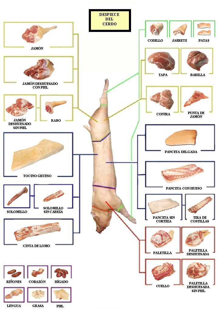 GastroNomia: Tipos de cortes: Despiece del PORCINO