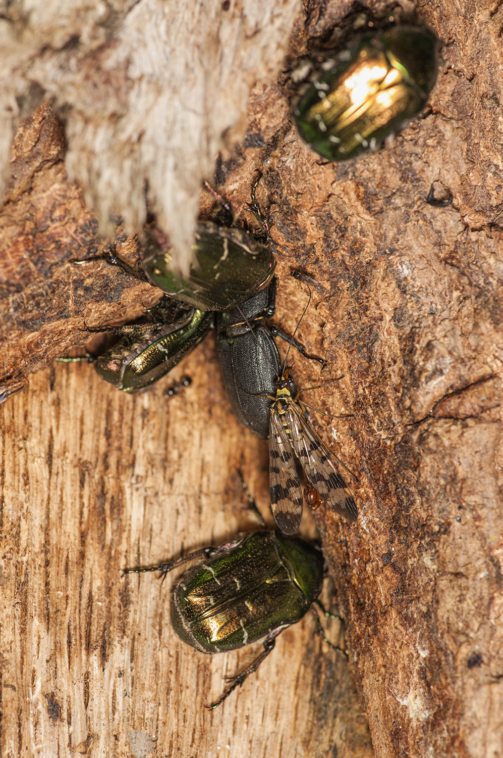 Nature photos from an Amateur Naturalist: South Nyírség, Hungary (Süd ...
