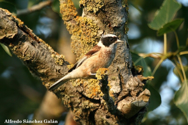 Aves de Aragón : Pájaro moscón