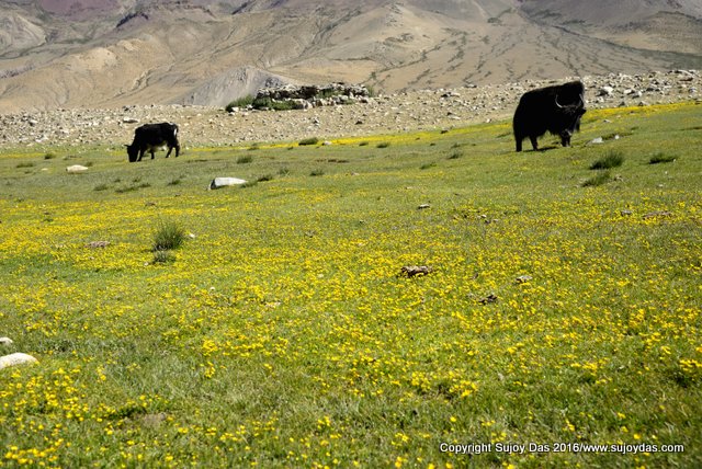 Trekking and Photography in the Himalaya: Ladakh Flora II