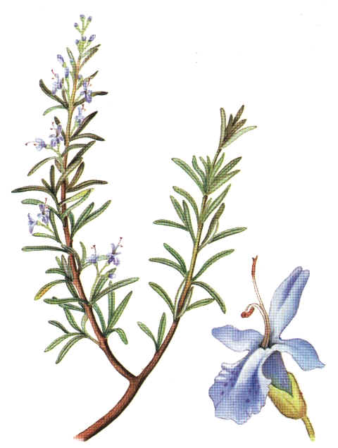 ¡YA ESTAMOS EN SEXTO!: Planta aromática:el Romero