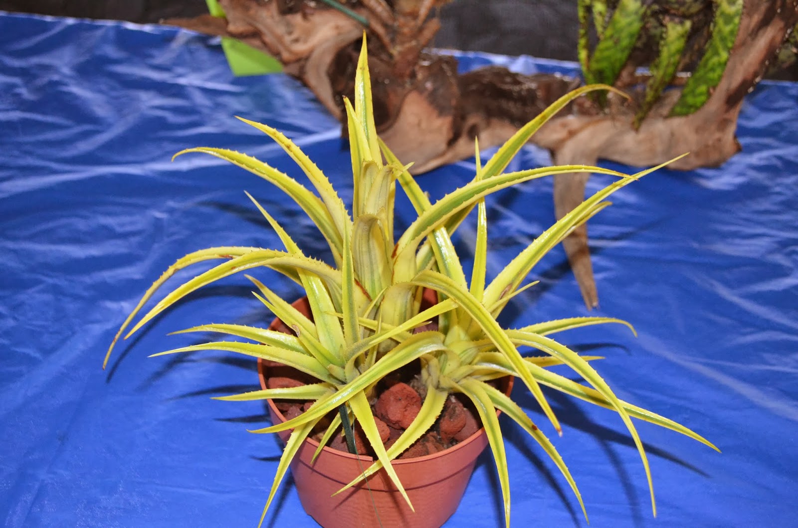 Succulent Bromeliads and others : Sarasota Bromeliad Society Show and Sale