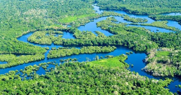 Selva Colombiana Amazónica: DESCRIPCIÓN: