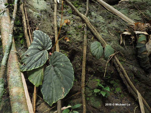 The rainforests of Borneo & Southeast Asia: Begonia promethea ...