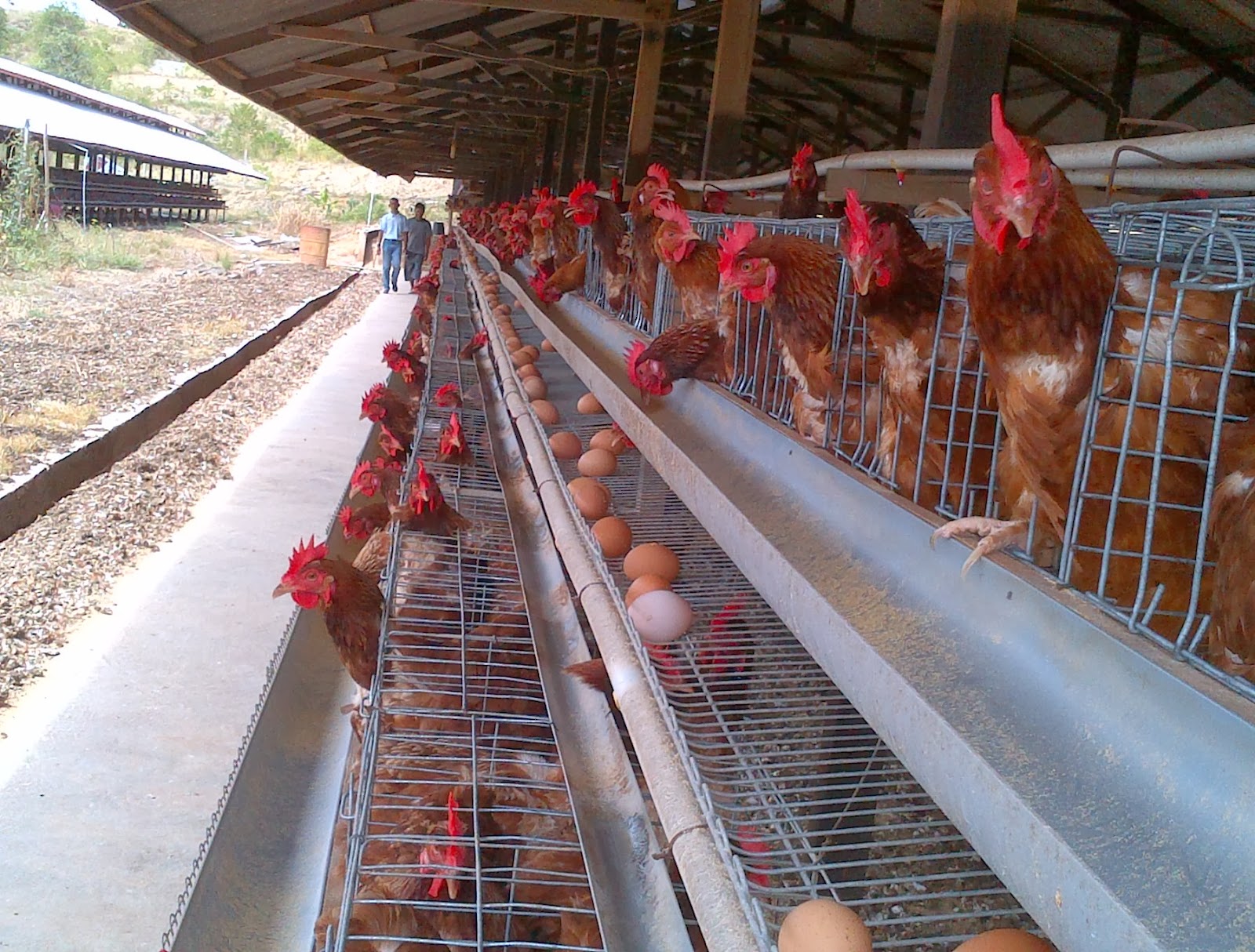 Beternak Ayam Petelur Sukses