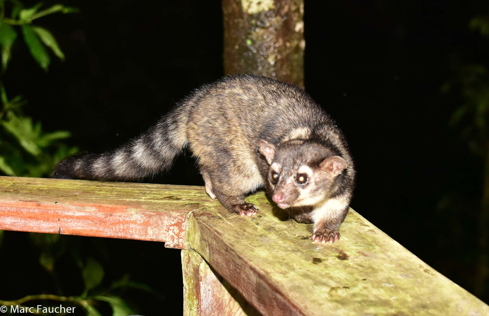 World Travel - Marc & Peggy Faucher: What's a Cacomistle?