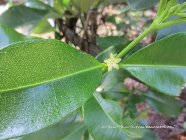 වැල් රුක්අත්තන [Wel Rukattana] (Cryptolepis dubia) ~ අපේ ඔසුපැළ ...