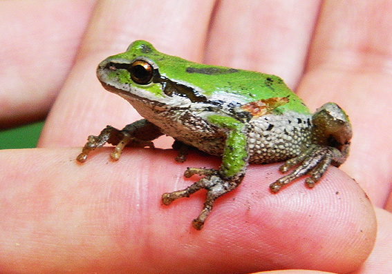 Birding Vancouver Island: A Brit birder in BC, Victoria & Nanaimo: It's ...