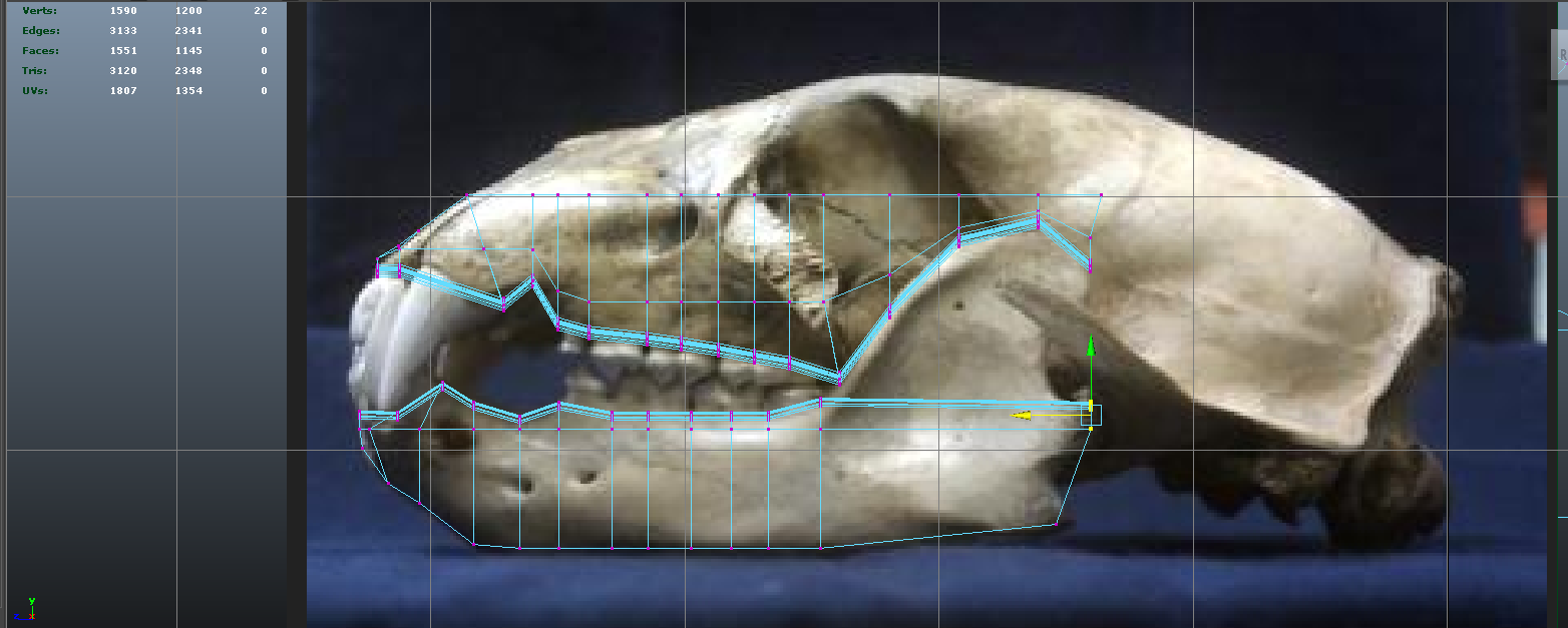 Lowrybear -: A Polar bears teeth
