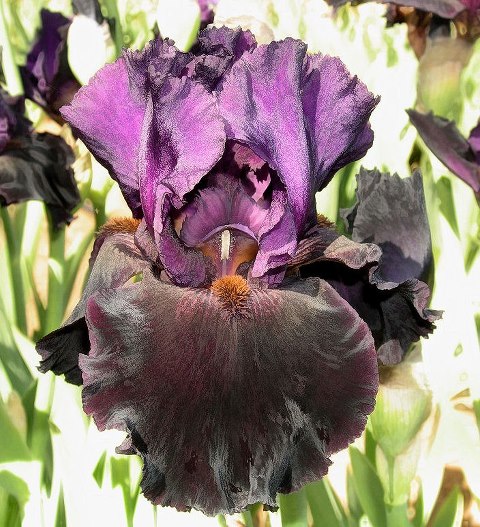 World of Irises: Orchid-Colored Irises in My Garden