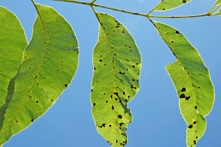 Northern Pecans: Pecan scab development 2011