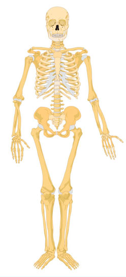 What Are Human Bones Made of?