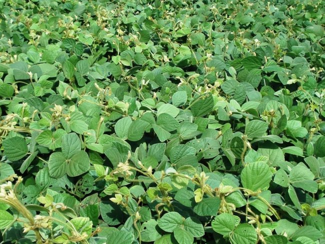 LEGUMINOSA CALOPOGÔNIO (AGROPECUÁRIA)