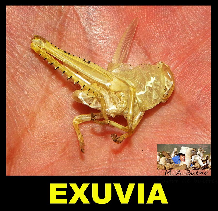 HUESCA Y LA SIERRA DE GUARA: EXUVIA - EXUVIAE