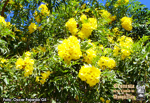 LO MEJOR DE AMATITLÁN: El TIMBOQUE: árbol que representa a AMATITLÁN