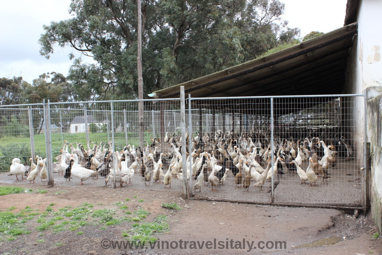 Vino Travels ~ An Italian Wine Blog: Zucchini Quiche with Raats Chenin ...