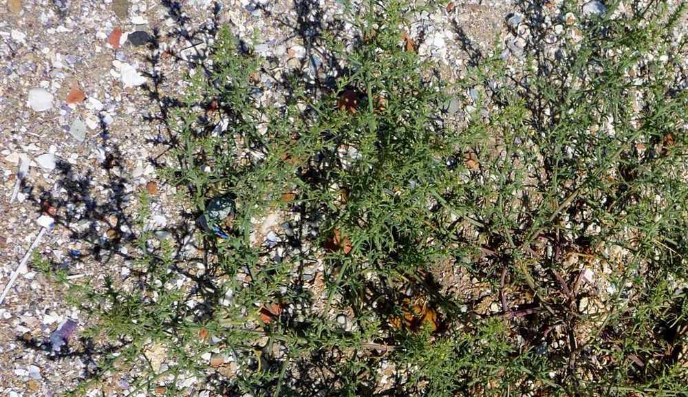 r o b i n 's y a r d: Salsola kali