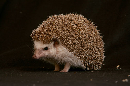 Amazing Hedgehog - Hedgehogs Facts, Photos, Information, Habitats, News ...