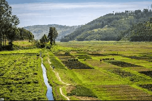 Pengertian Dataran Rendah, Karakteristik, Jenis Tanaman, Ciri dan ...