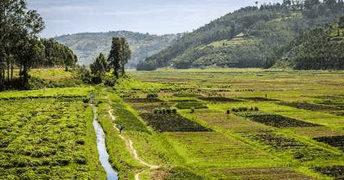 Pengertian Dataran Rendah, Karakteristik, Jenis Tanaman, Ciri dan ...