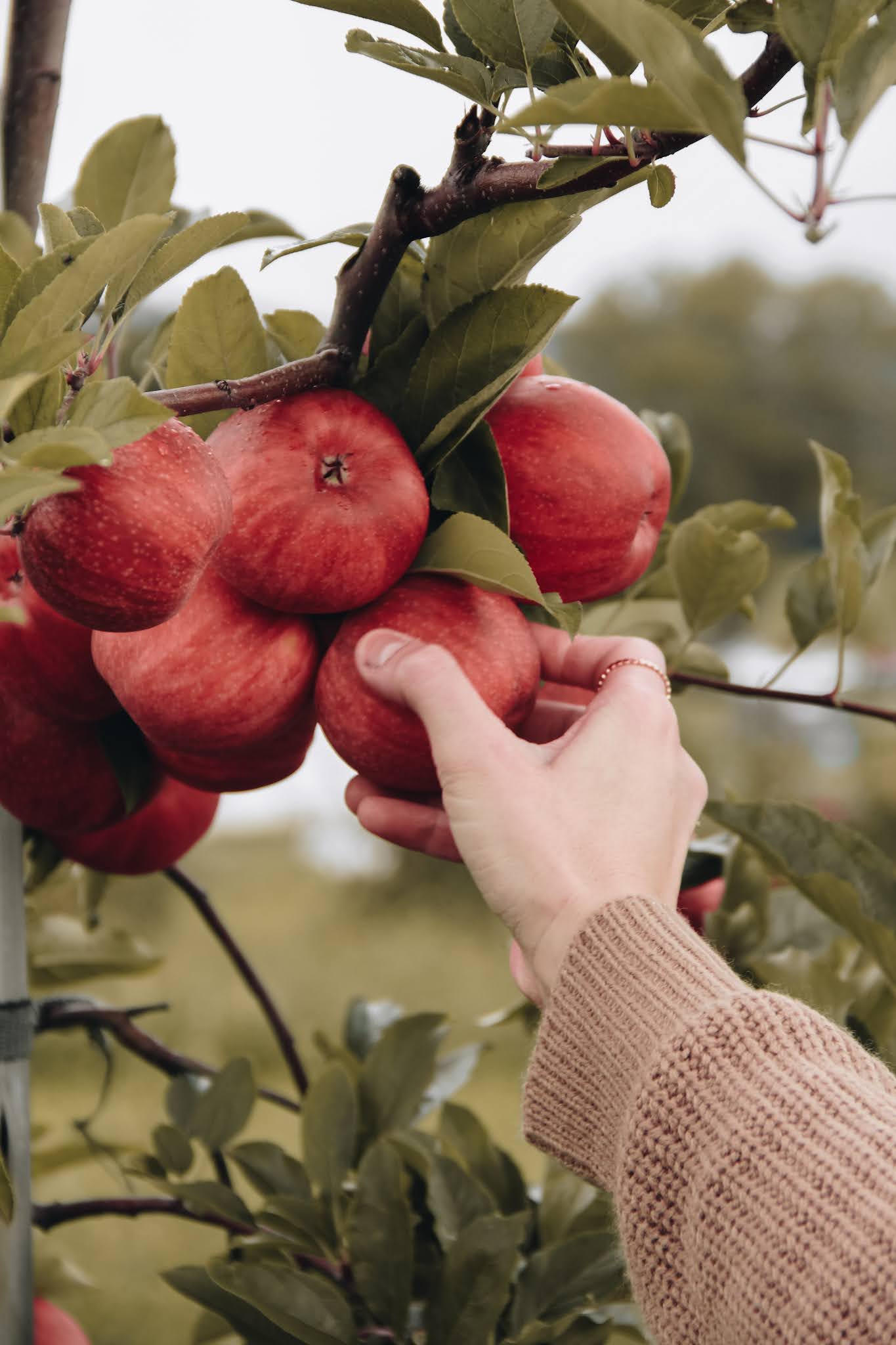 September Apple Picking | Home On Oak