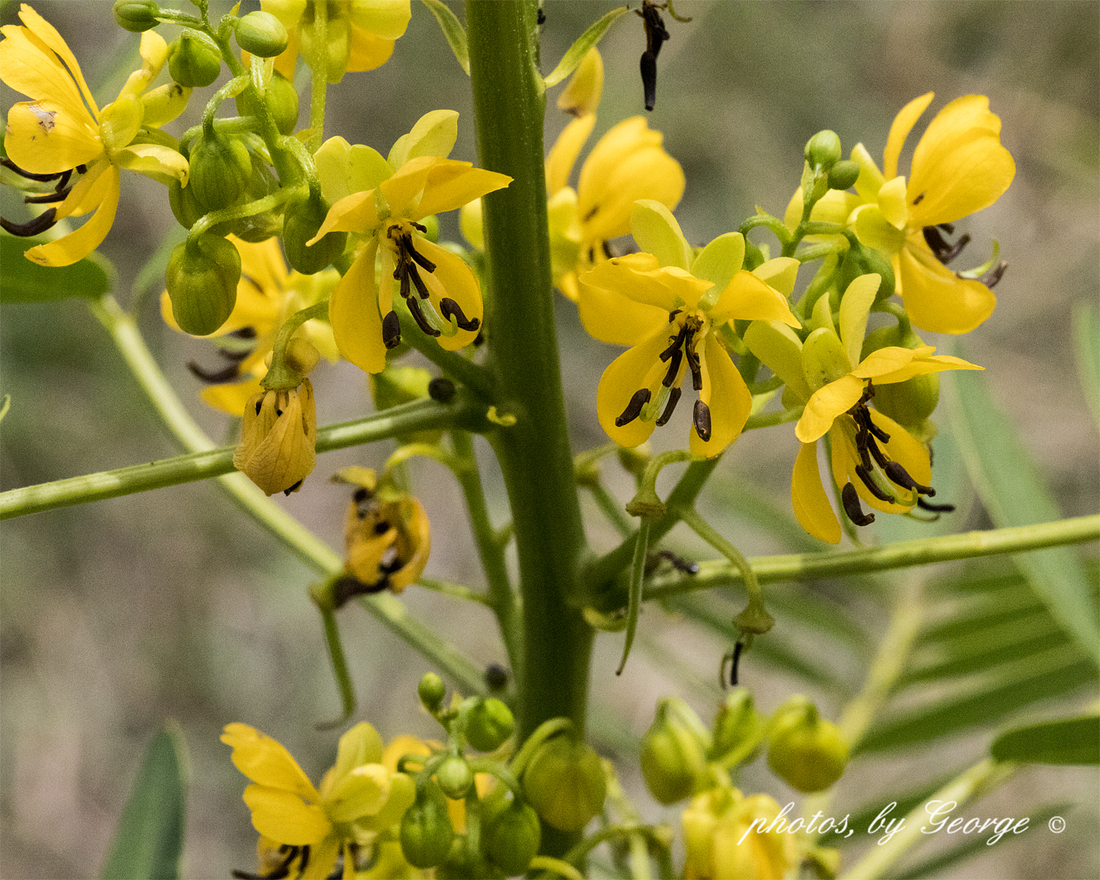 "What's Blooming Now" : Southern Wild Senna (Senna marilandica)