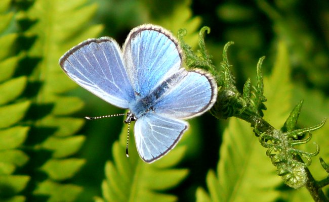 Info-Junction Blog: Silvery Blue Butterfly