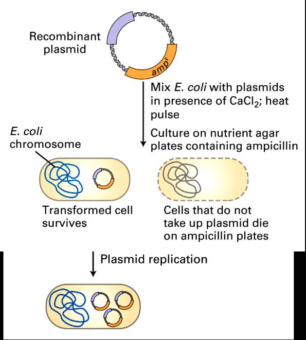 luz eugenia: UNIDAD 10 TÉCNICAS DE LA BIOLOGÍA MOLECULAR