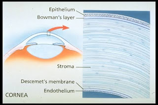 corneal anatomy and physiology of human eye by optometry fans