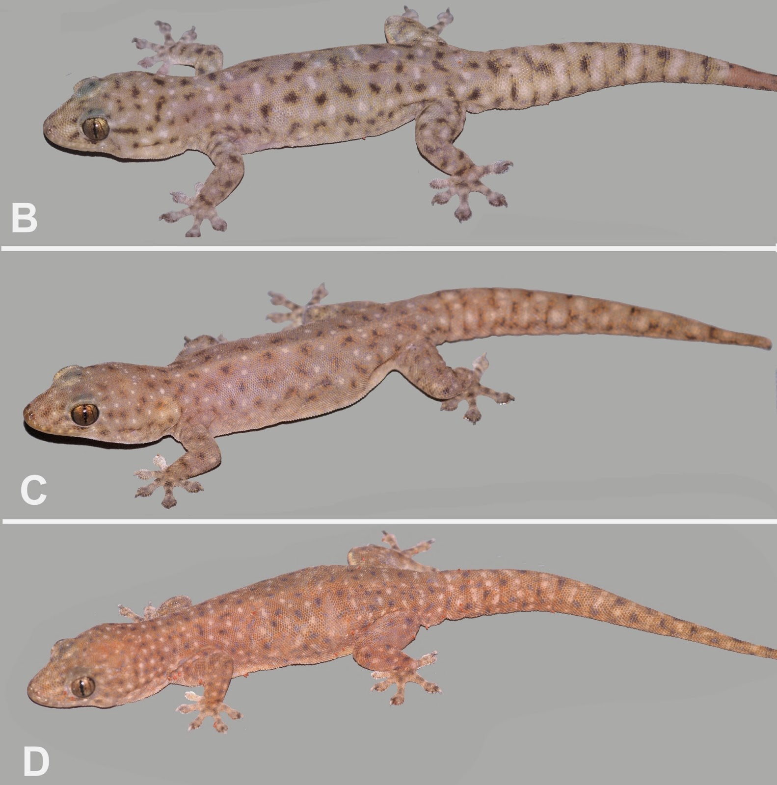 Sciency Thoughts: Three new species of Gecko from central Australia.