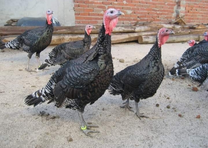 EL CUADERNO DE SILVESTRE: EL PAVO COMÚN, GALLIPAVO O GALLINA DE INDIAS