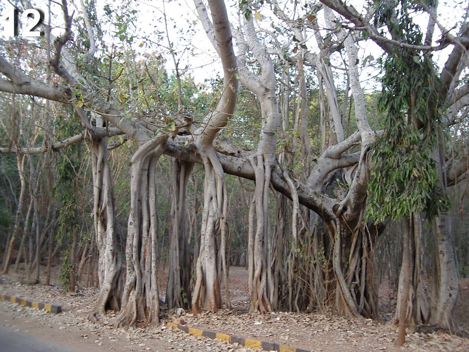 Dr S N Prasad, Mysore, India: The Banyans of Manasagangothri – Personal ...