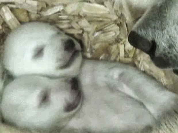 Difunden primeras imágenes de ositos polares gemelos en Alemania ... Difunden primeras imágenes de ositos polares gemelos en Alemania ...