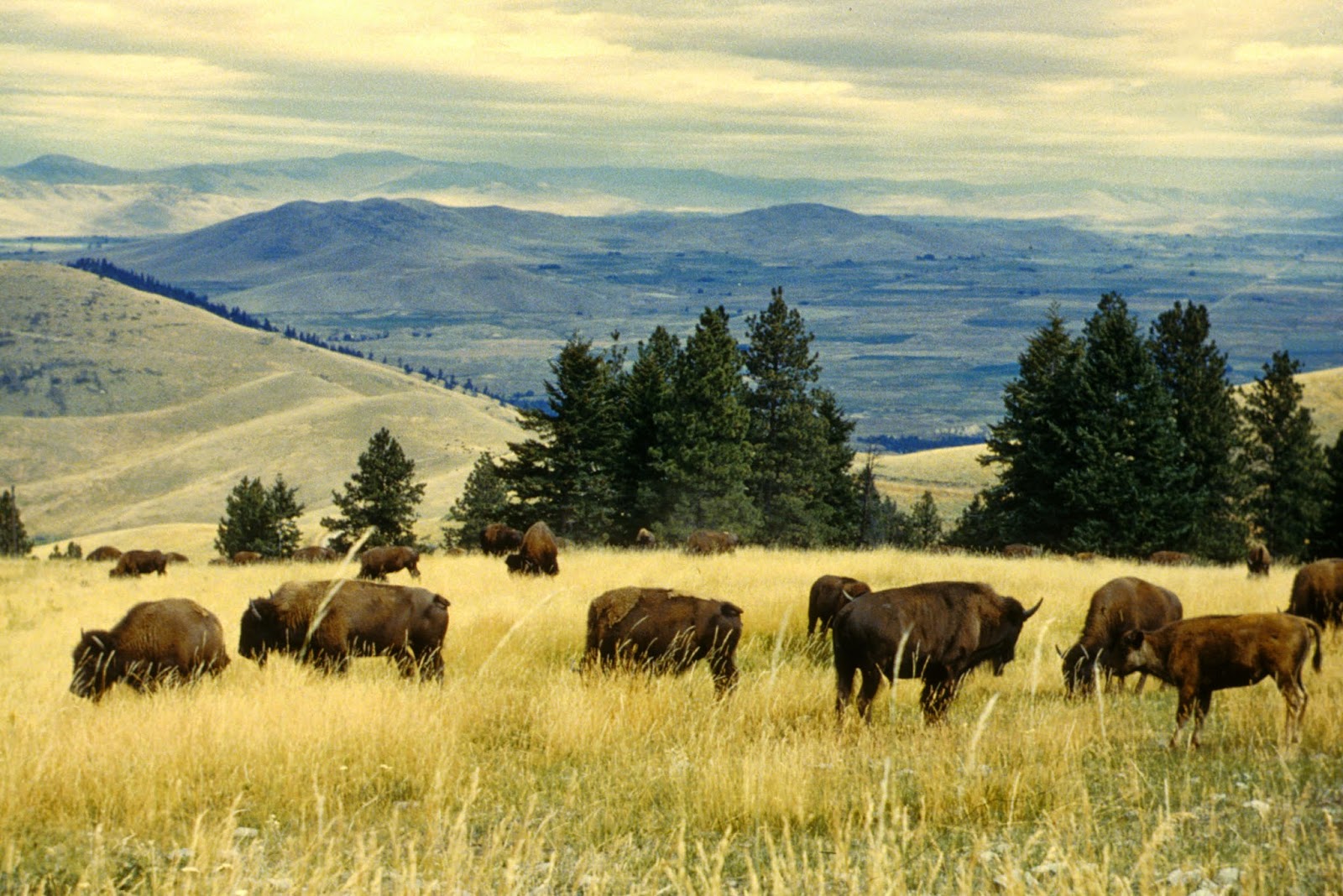 Yellowstone National Park: Ecosystem Images