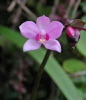 The orchid flower | Facts About All