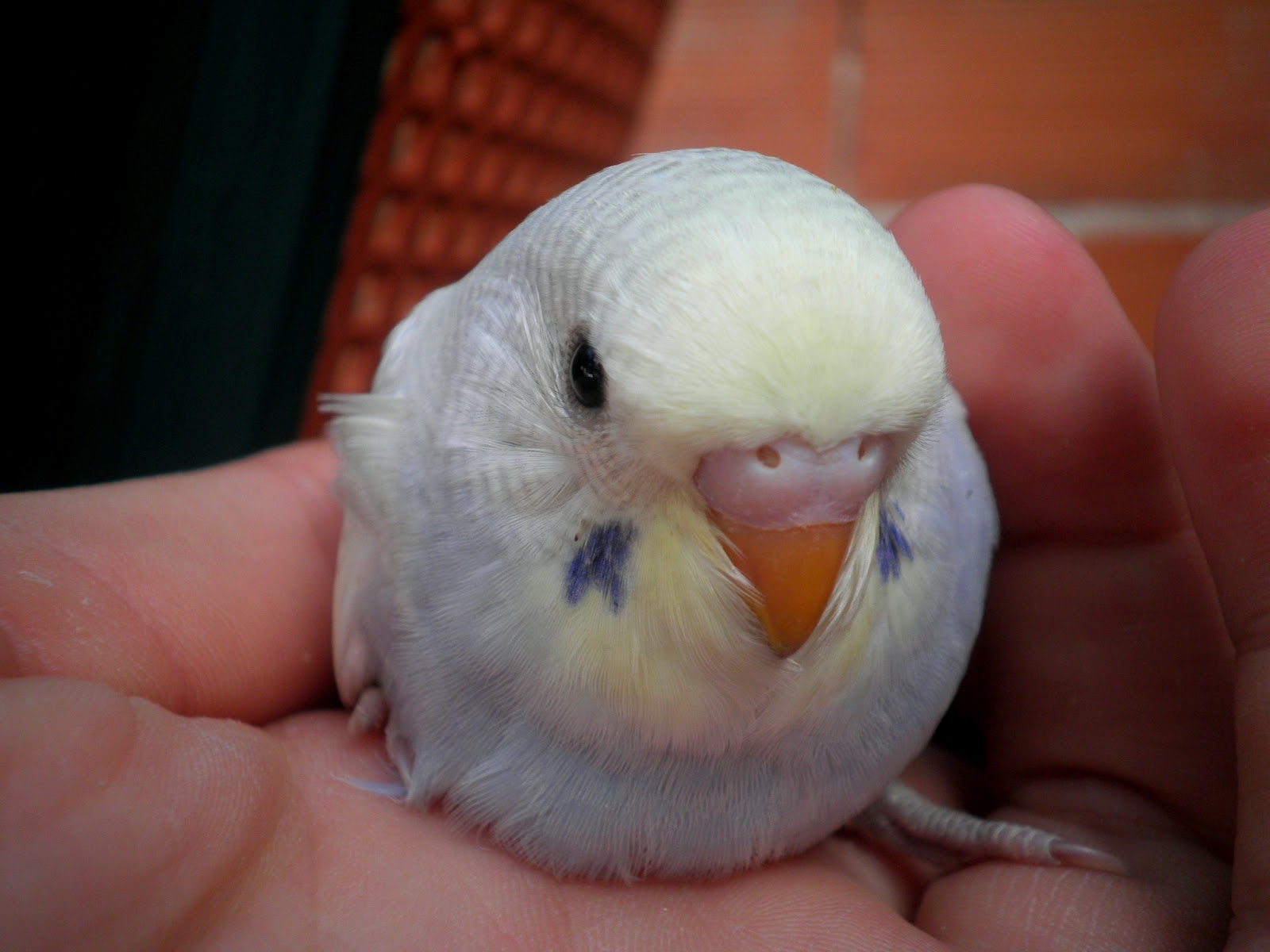 Mi pequeña fauna: ¡Un nuevo inquilino y más polletes creciendo!