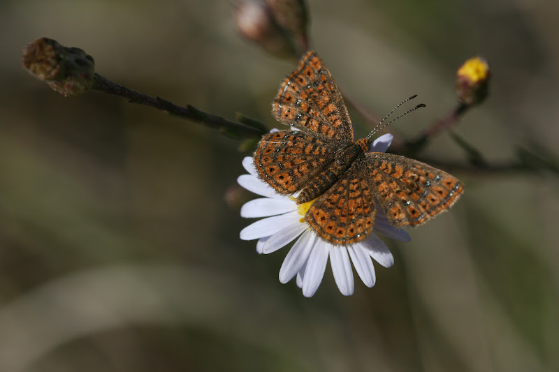 Native Florida Wildflowers: Purple Thistle - Cirsium horridulum