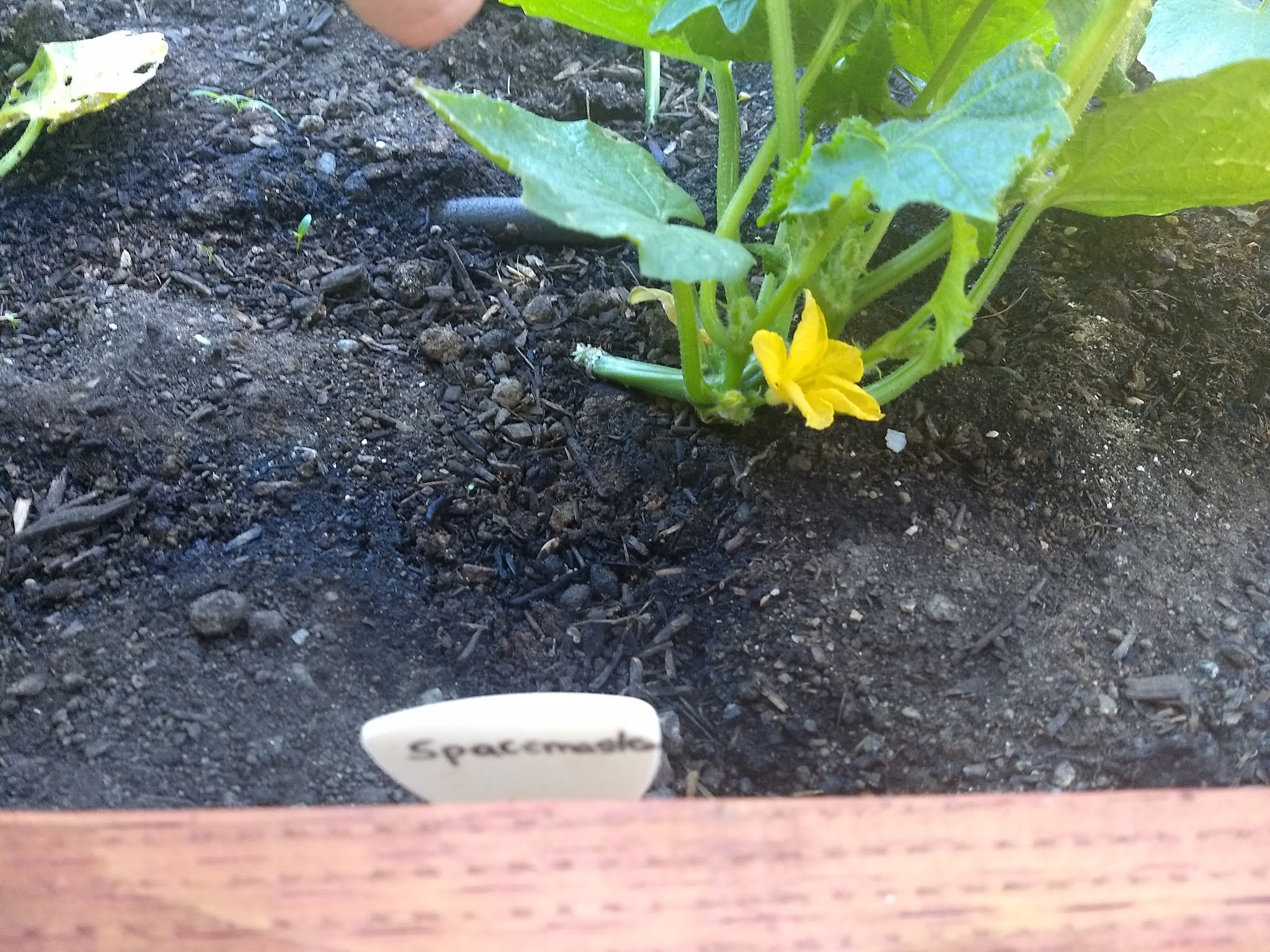 The Scientific Gardener: The Spacemaster Cucumber